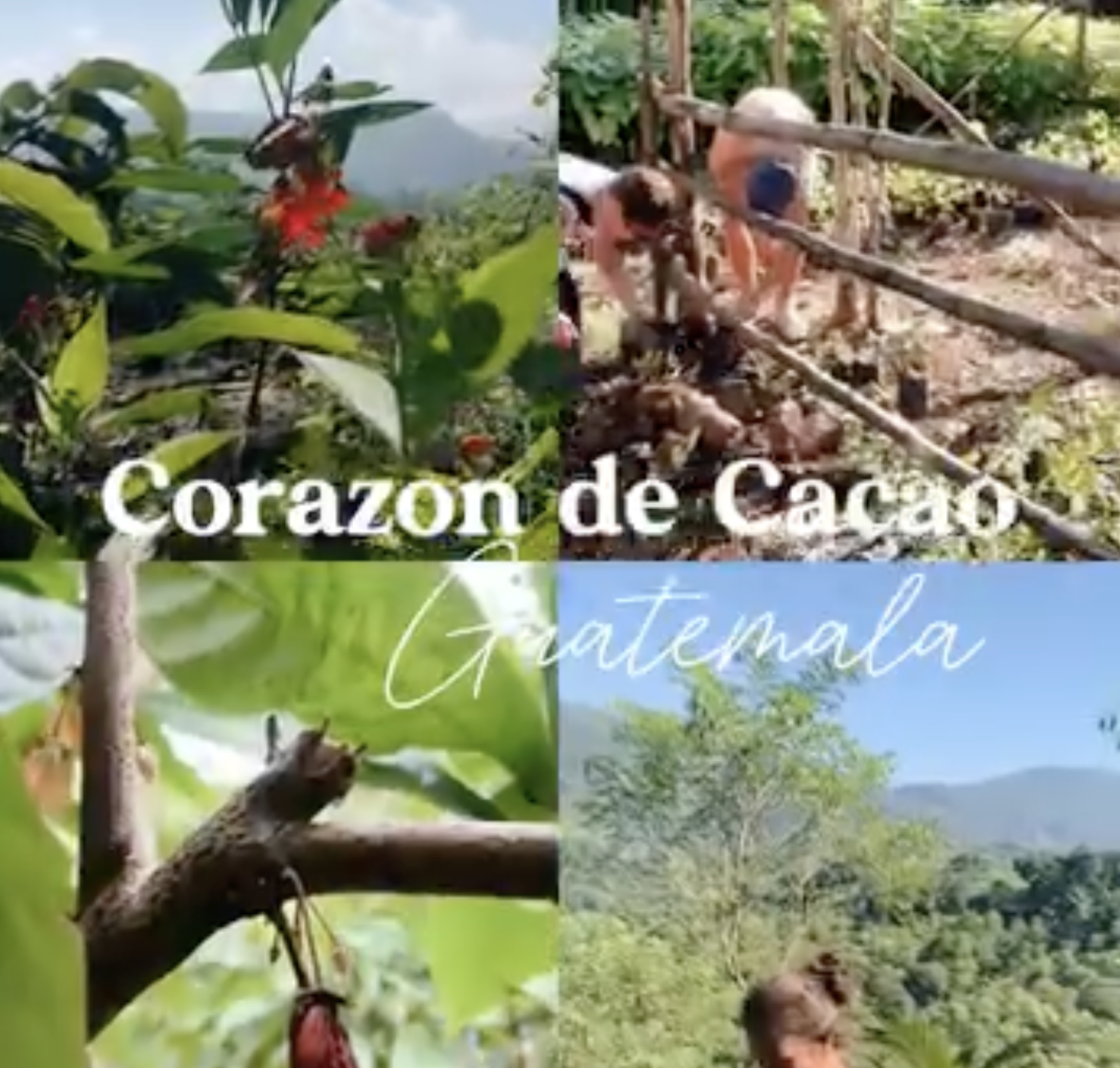 «DOKESHI CACAO» wird zu «Corazón de Cacao» - Zuvuya Flow Verlag
